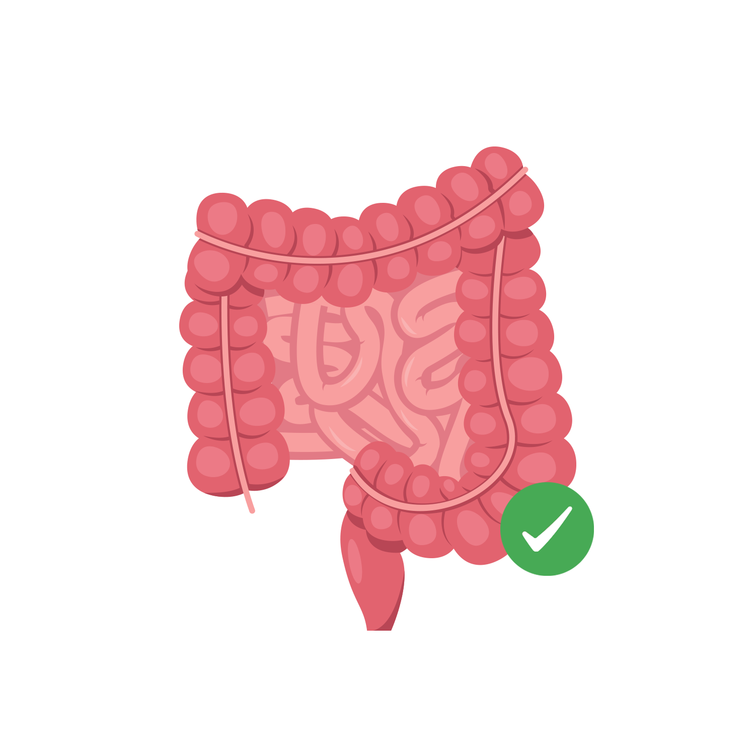 Creatnorm Capsules - Uremic Symbiotic Probiotic Formula – Uveda Naturals